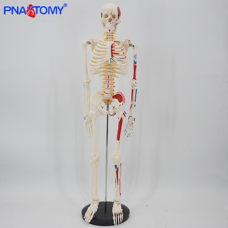 85cm height human muscular skeleton model with flexible arms and legs ...