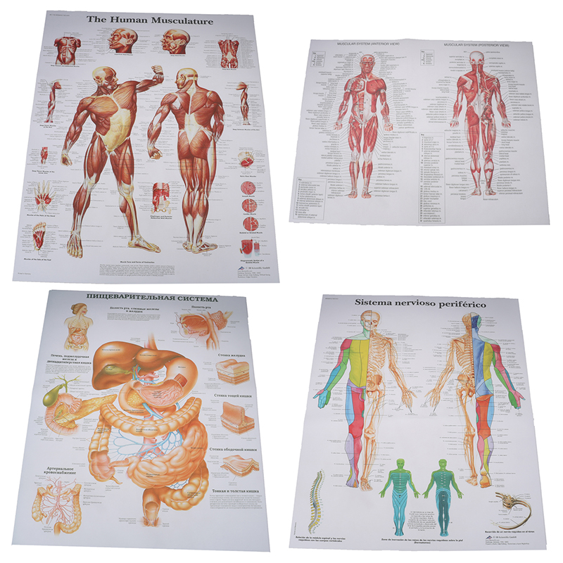 Hospital Massage Map Human Anatomy Muscles System Art Poster Print Body ...